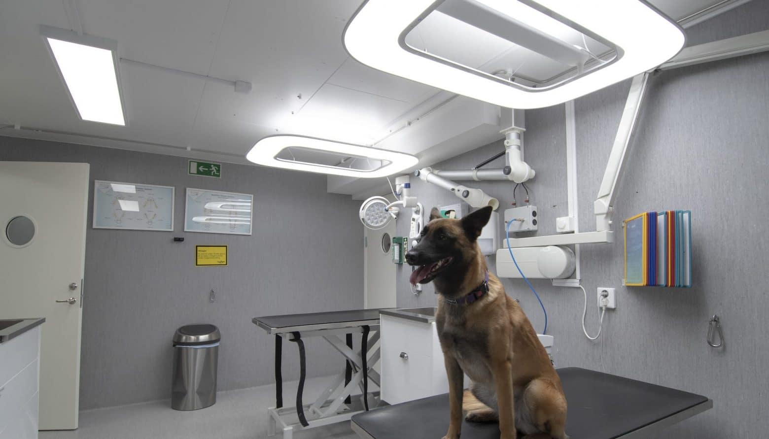 How to choose perfect veterinary lighting | D-TEC